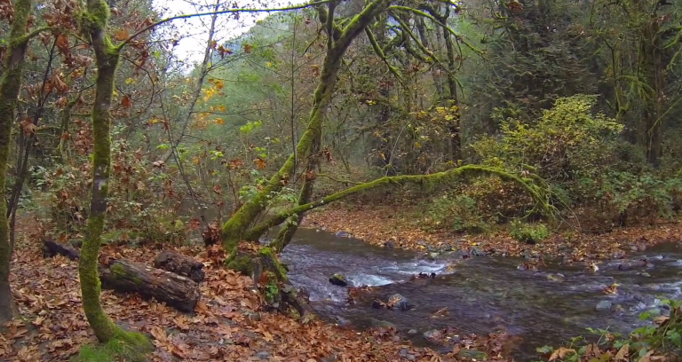 Mount Finlayson Trail in Goldstream Park closed due to wildfire risk
