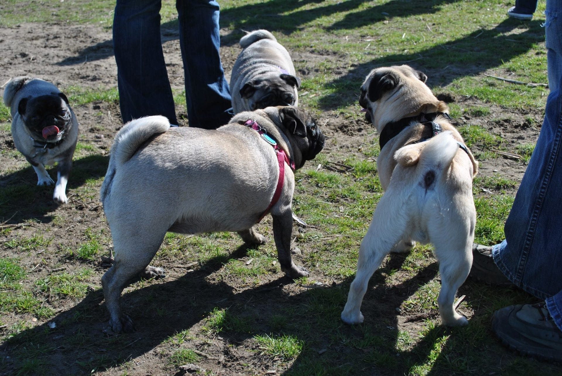 Own a pug? Time for another Grumble - a meet and greet happens today!