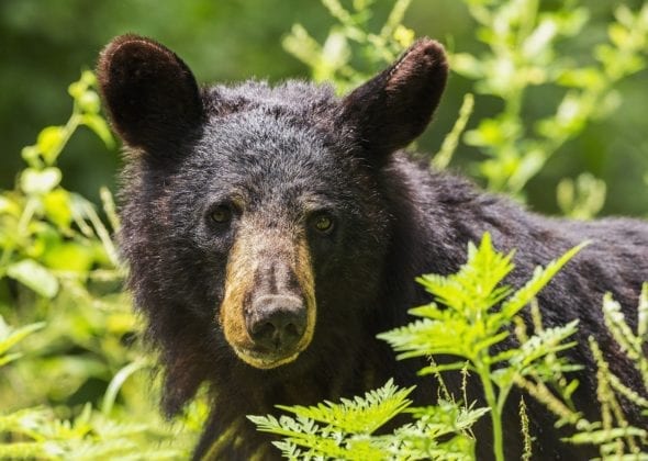 Black bear struck and killed by vehicle on Vancouver Island prompts ...