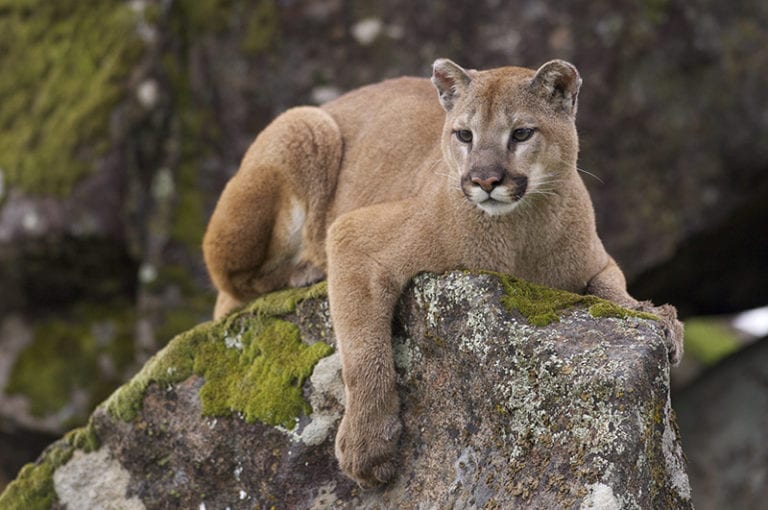 Police issue warning after cougar spotted near popular Saanich Lake