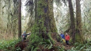 Massive Sitka spruce tree discovered on Vancouver Island