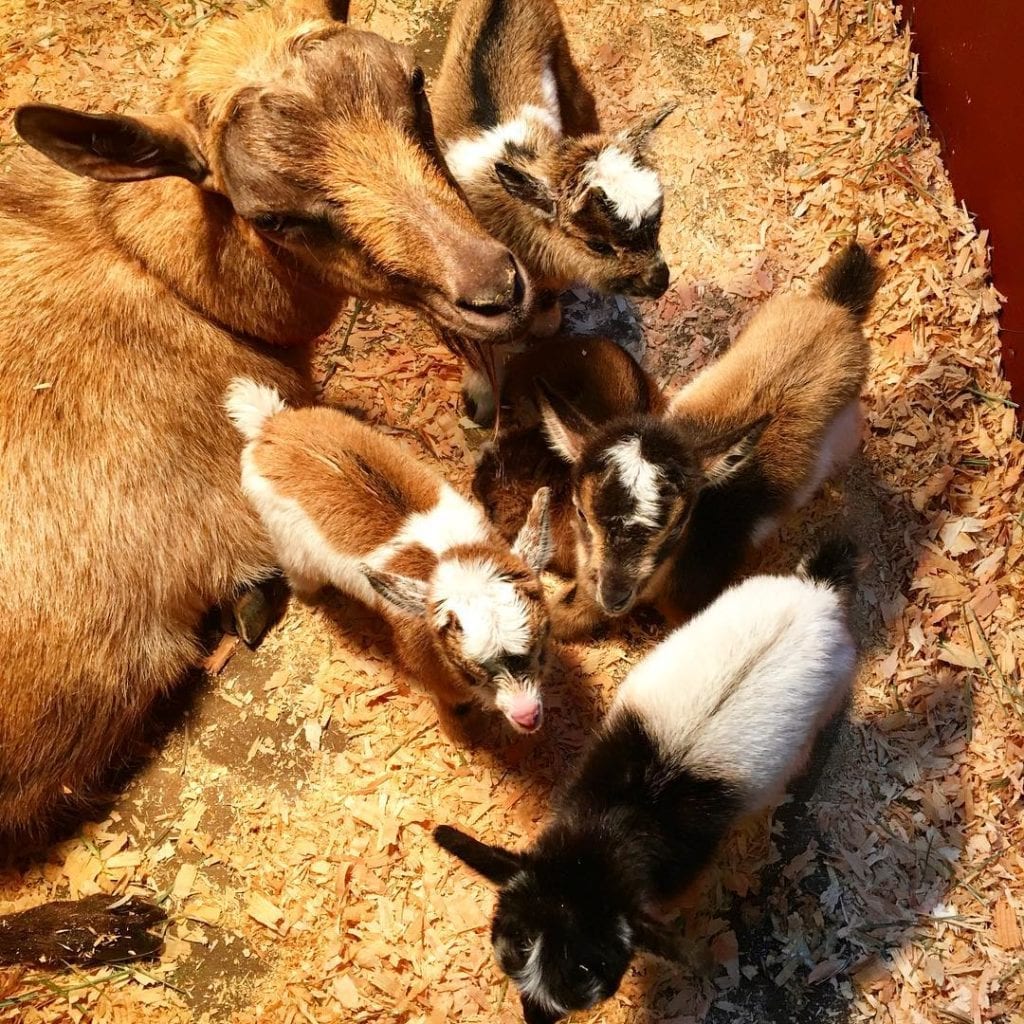These five baby goats were born at Beacon Hill Children's Farm this morning