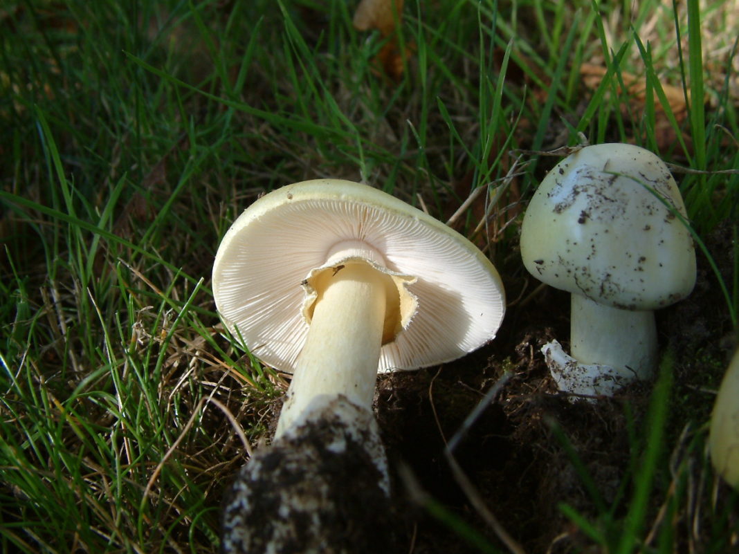 Oak Bay issues warning as deadly death cap mushrooms sprout again