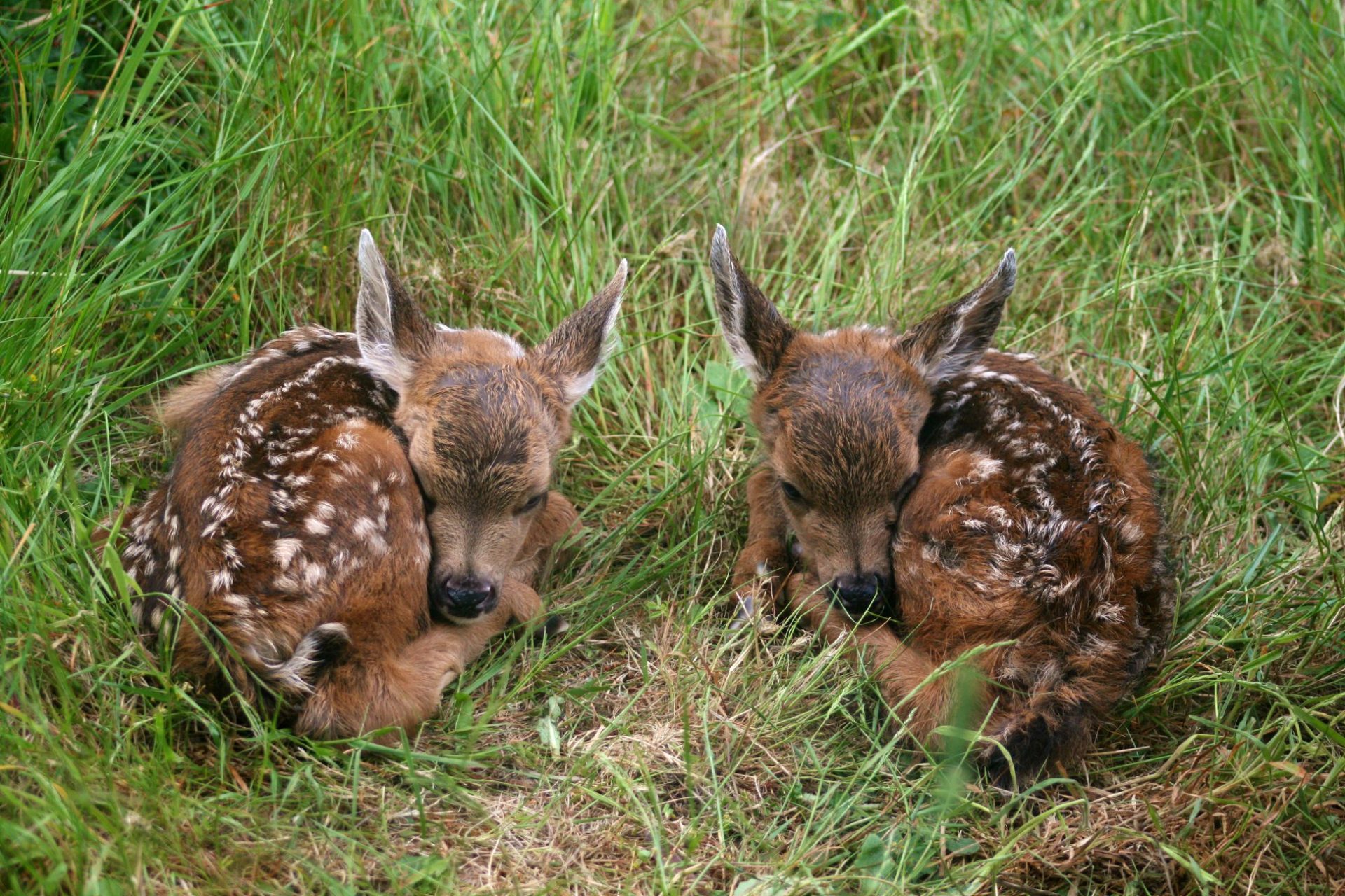 Recycle your Christmas tree to help orphaned or injured wildlife on ...