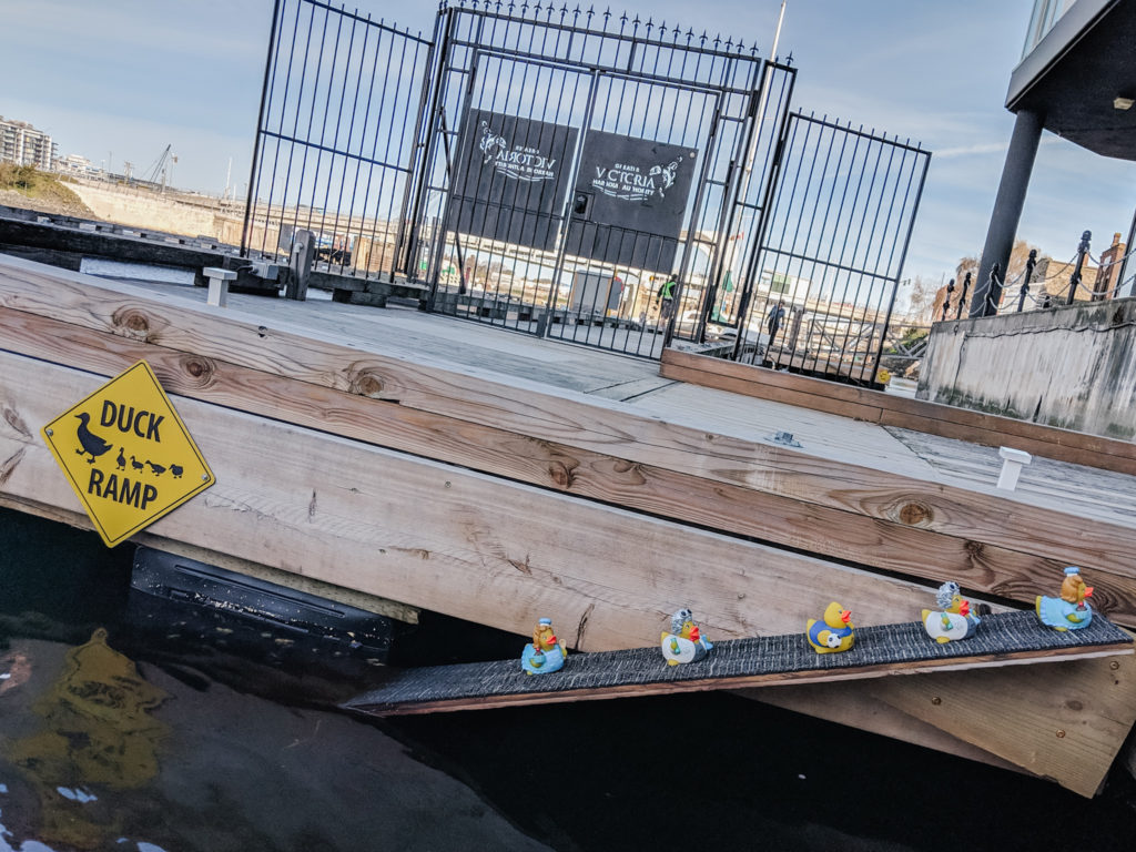 6 new duckling ramps have been installed throughout Victoria’s Inner ...