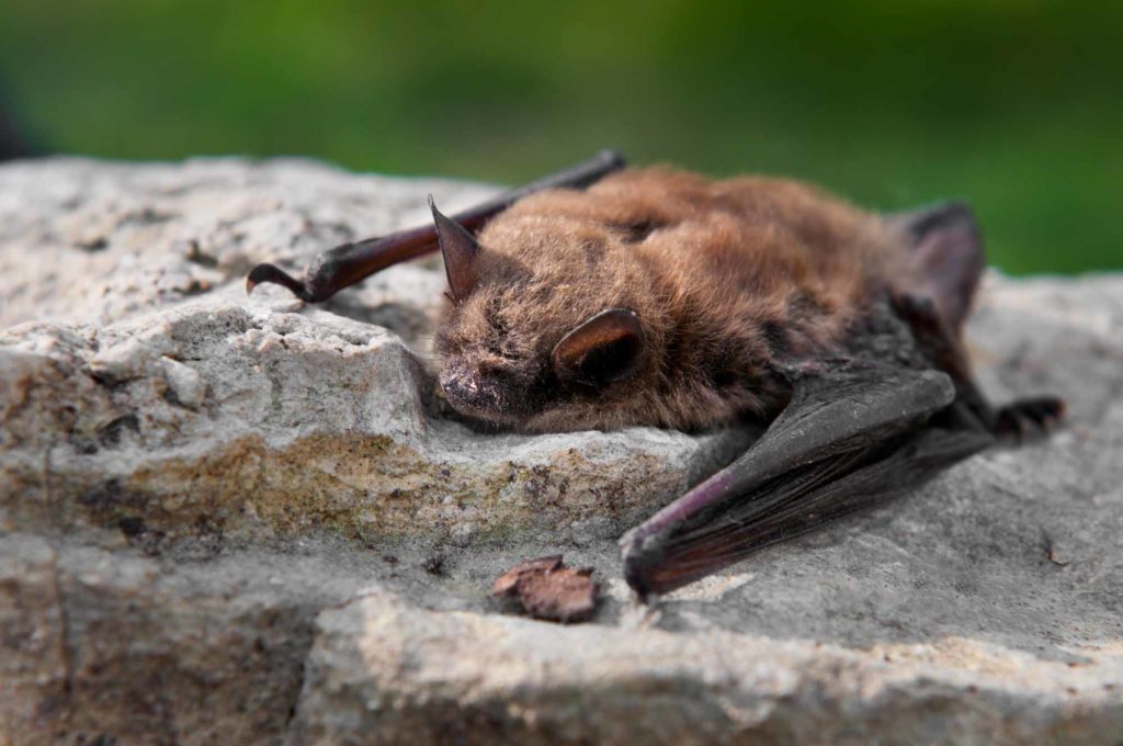 Bat Rabies Vancouver Island at Randall Vega blog