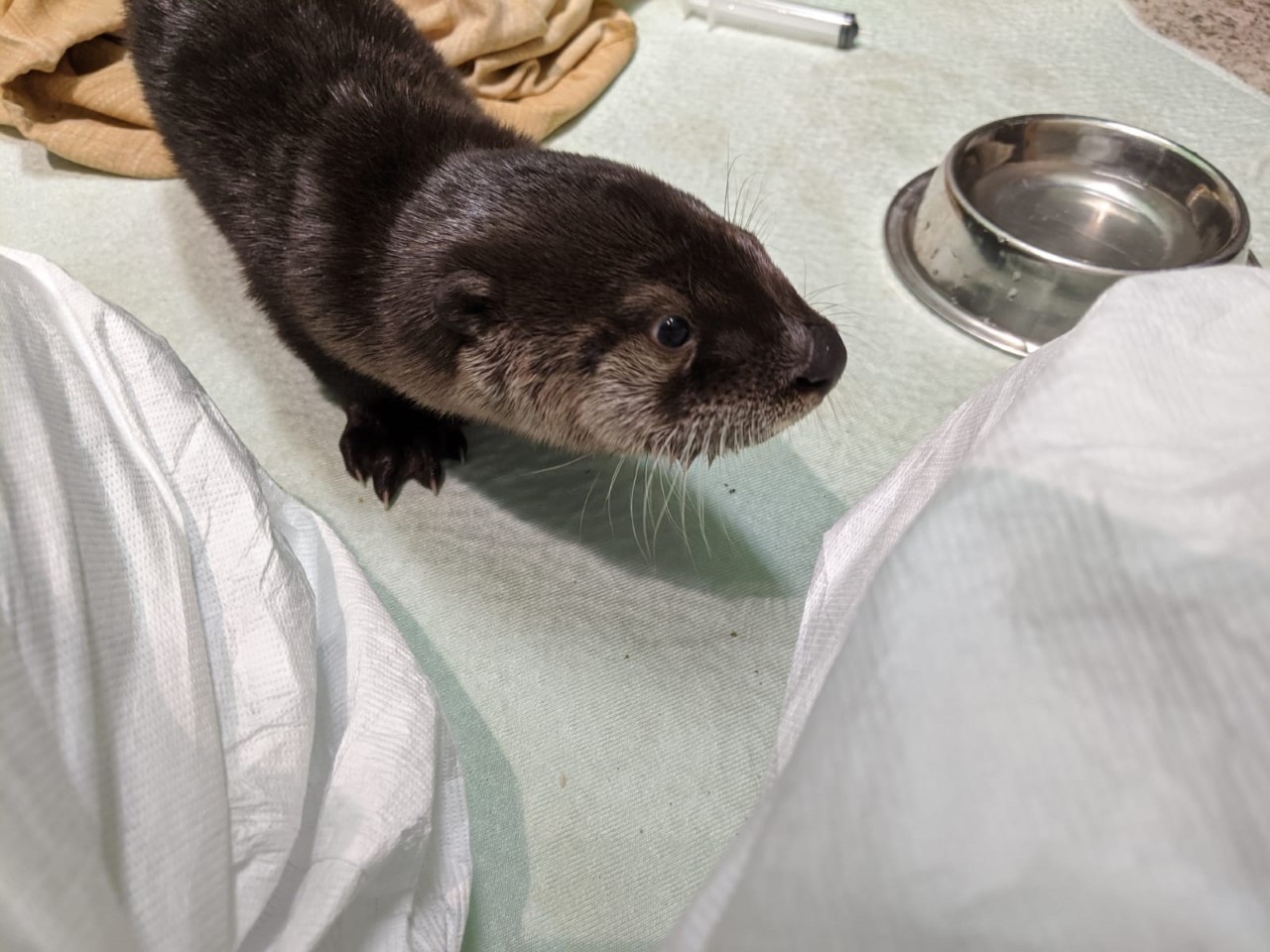 Victoria Wild ARC facility to house malnourished otter pup found ...