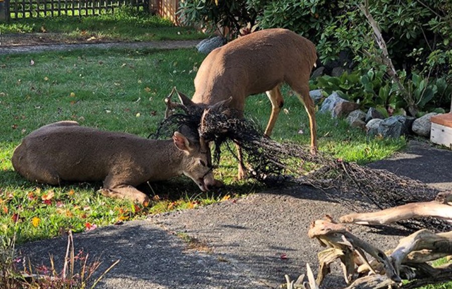 VicPD and Conservation Officer team up to rescue tangled bucks (VIDEO)