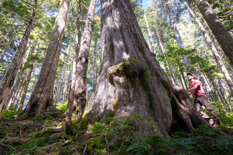 Fairy Creek old-growth forest granted another temporary logging deferral