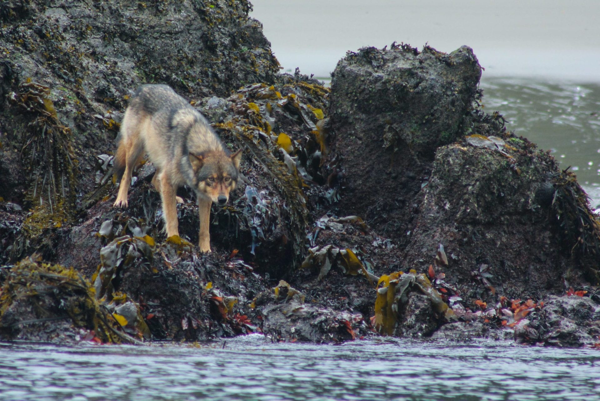 Off-leash dog killed in wolf encounter near Ucluelet as warnings issued