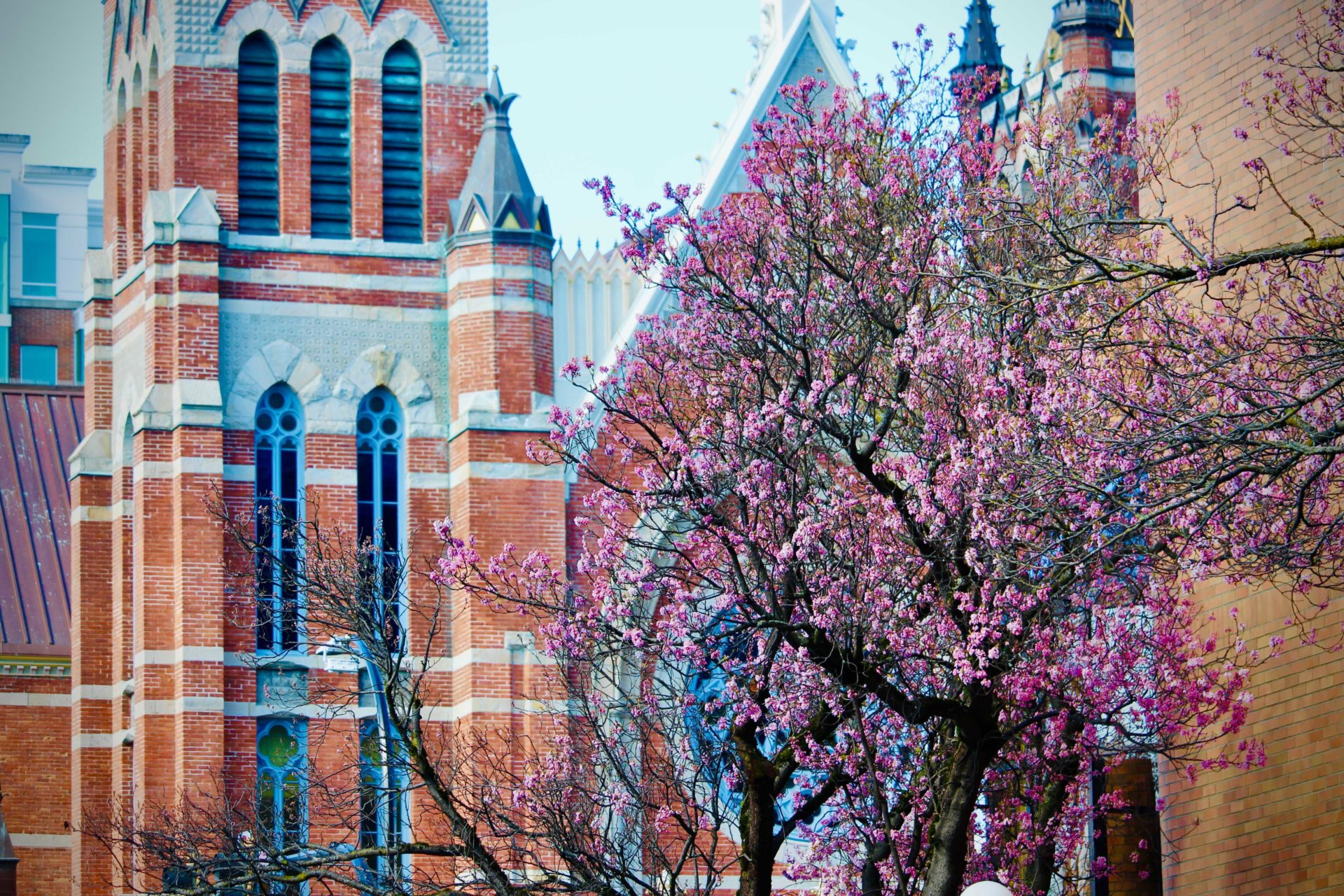 Here's where you can find cherry blossoms in and around Victoria (MAP)