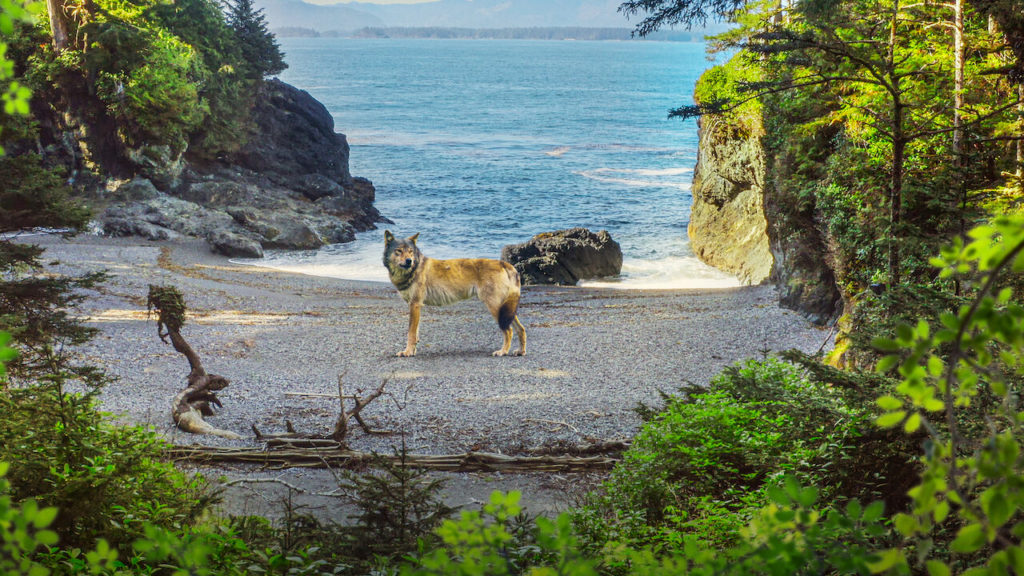 New docu-series about Vancouver Island wildlife coming to Netflix this ...