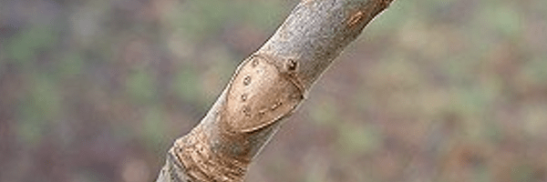 Don’t you put it in your mouth: Most chestnuts in Victoria are poisonous