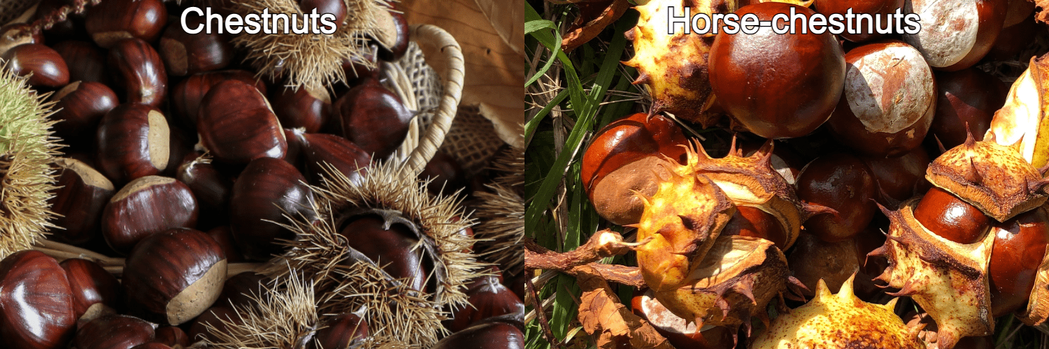 Don’t you put it in your mouth: Most chestnuts in Victoria are poisonous