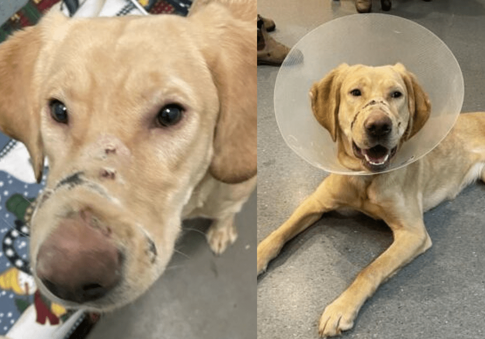 BC SPCA rescues injured labrador retriever with muzzle taped shut in Comox