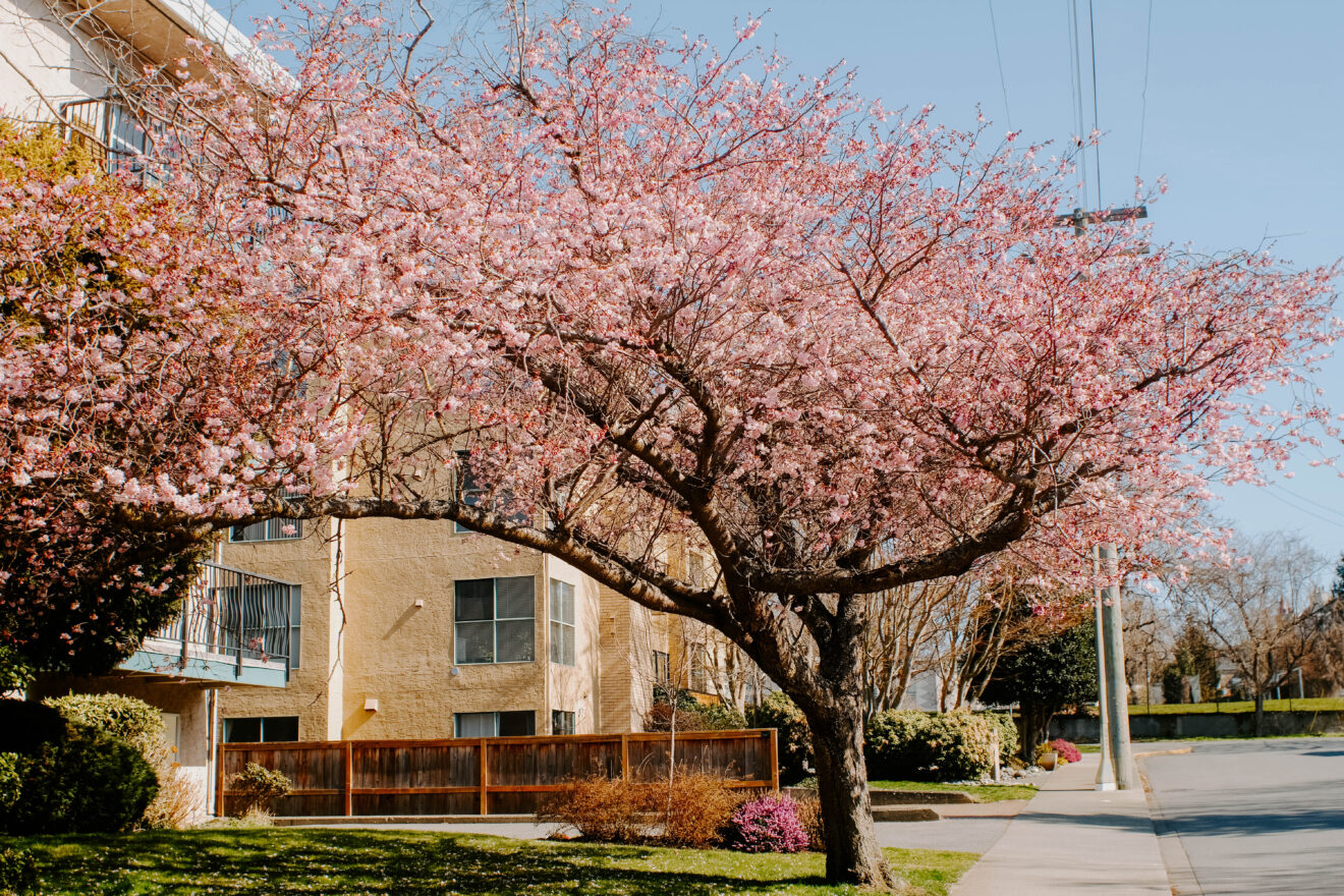 Your guide to the best cherry blossom spots in and around Victoria (PHOTOS)