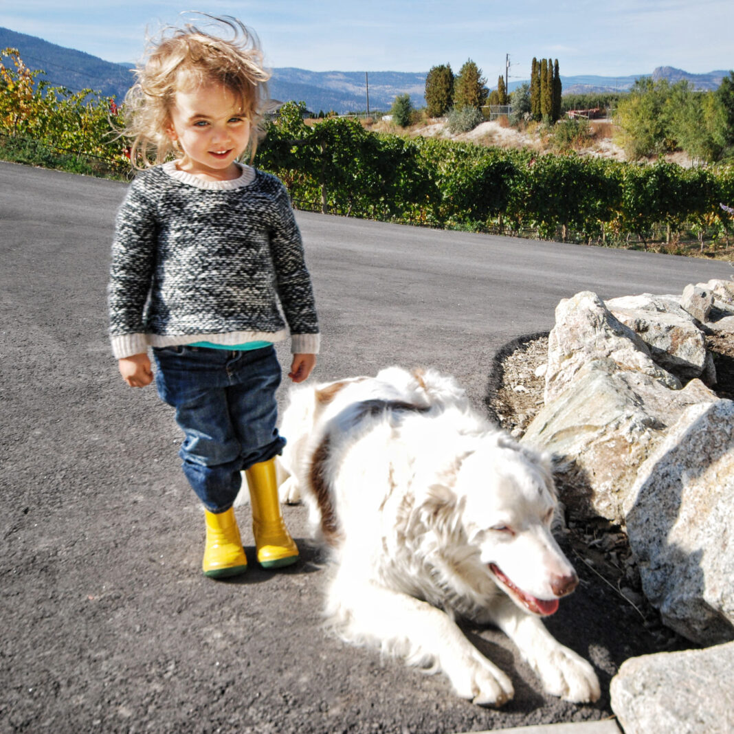 Winery Dogs of BC: Victoria author releases annual fundraising calendar ...