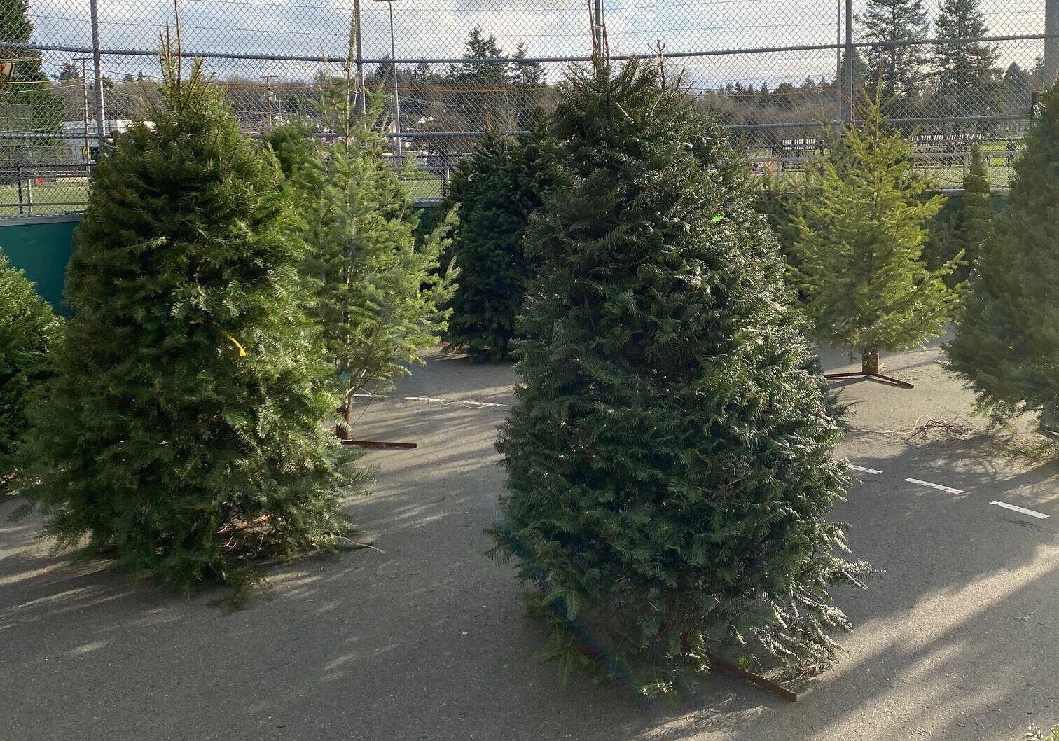 Santa’s Forest returns to Braefoot Park in Saanich for a festive 2024 ...