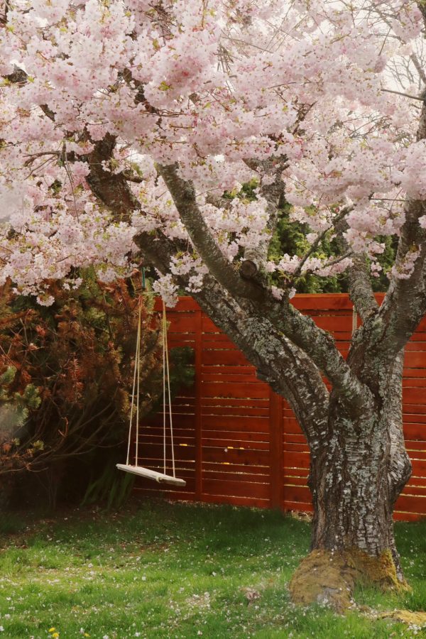 Here are some of the best spots to view vibrant cherry blossoms in and ...