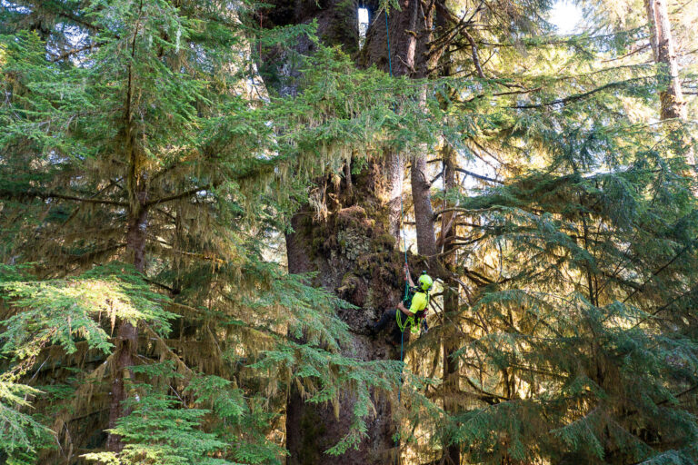 BC environmentalists climb and measure Carmanah Valley’s largest Sitka ...