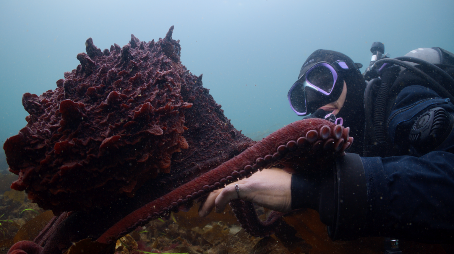 Giant Pacific Octopus featured by Vancouver Island filmmaker in new ...