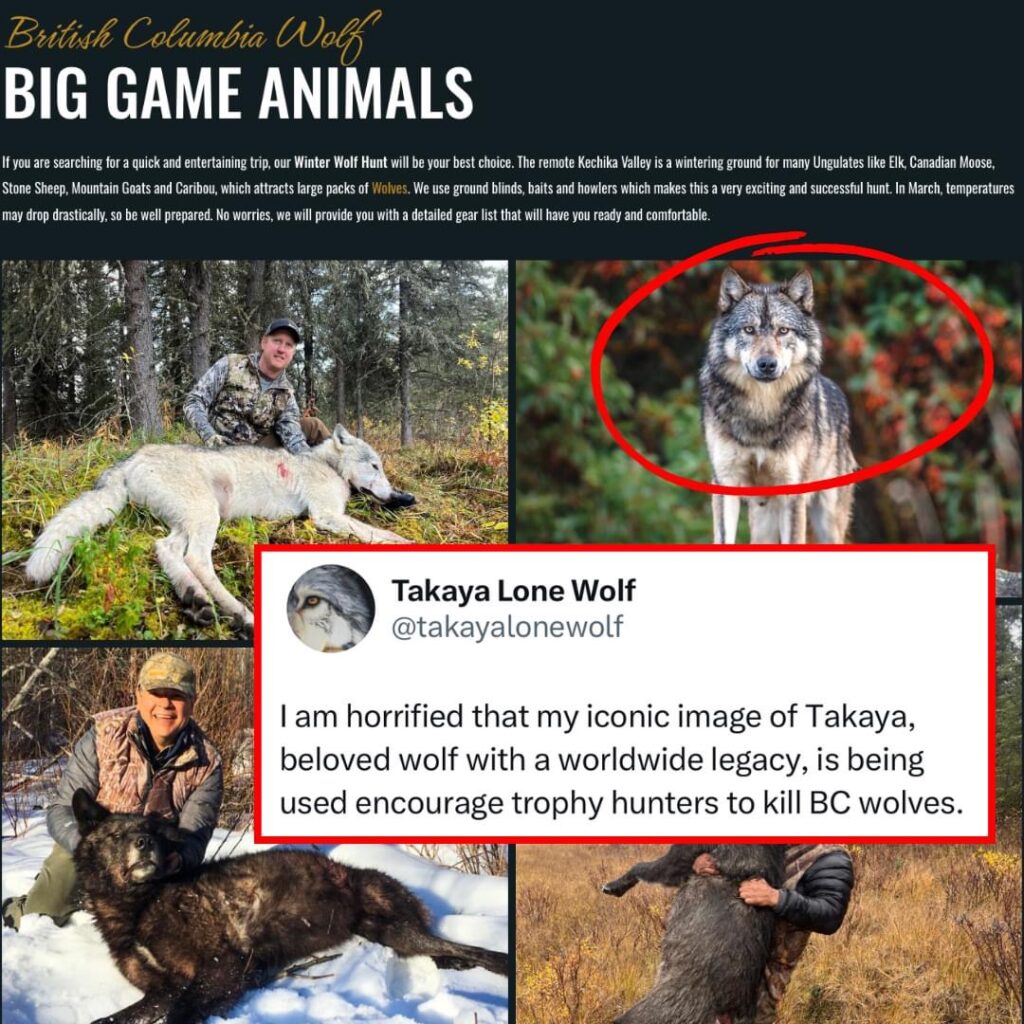 Trophy hunters use image of famous wolf that was killed to lure ...