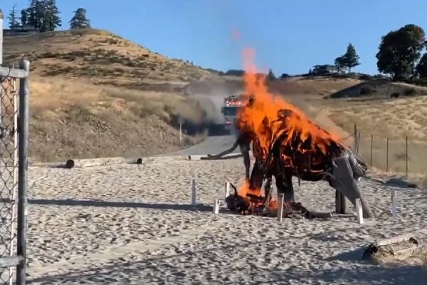 Potential suspect arrested after Royal Bay mammoth statues destroyed by ...