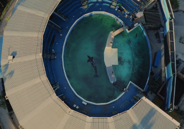 ‘RESIDENT ORCA’ documentary shot in the Salish Sea nominated for ...