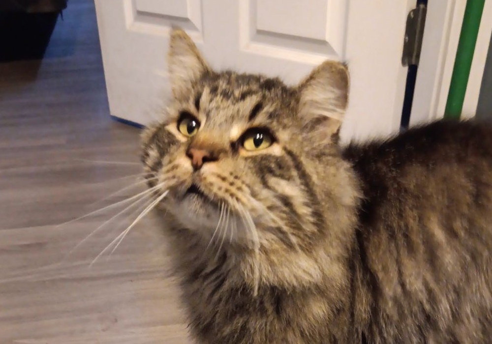 ‘Never give up’: Lost cat returned to owner after 4.5 years missing on ...