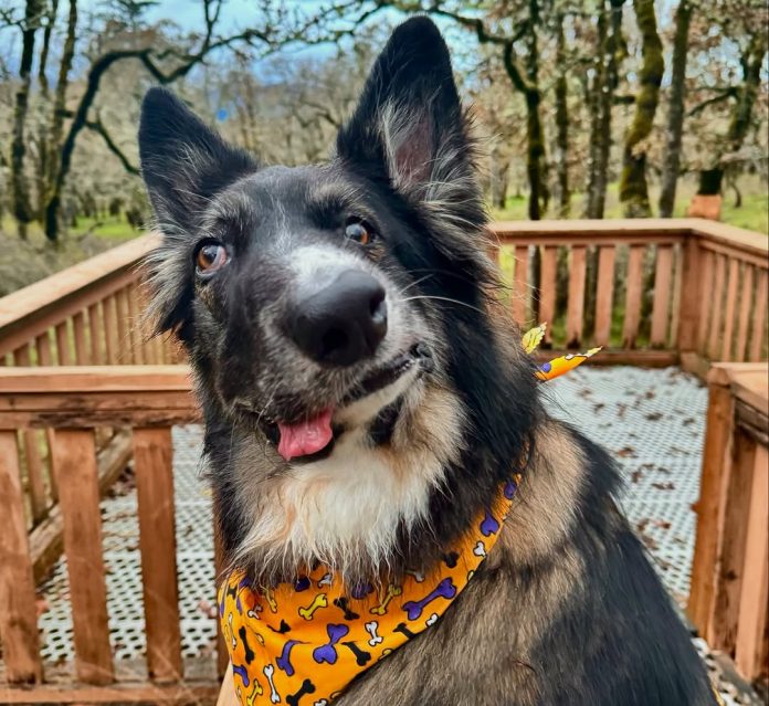 Instagram famous dog makes the move from Alberta to Vancouver Island