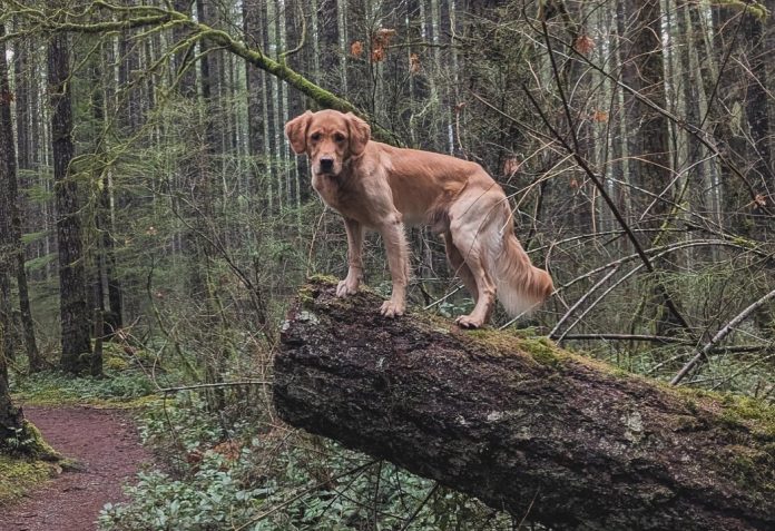 2-year-old search dog helps locate missing 13-year-old girl in ...