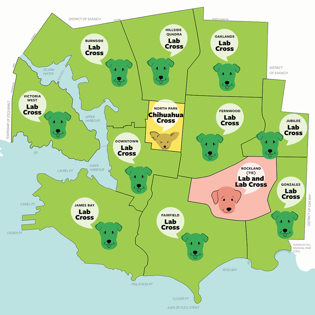 Labradors reign as Victoria’s most common dog breed for 10th ...