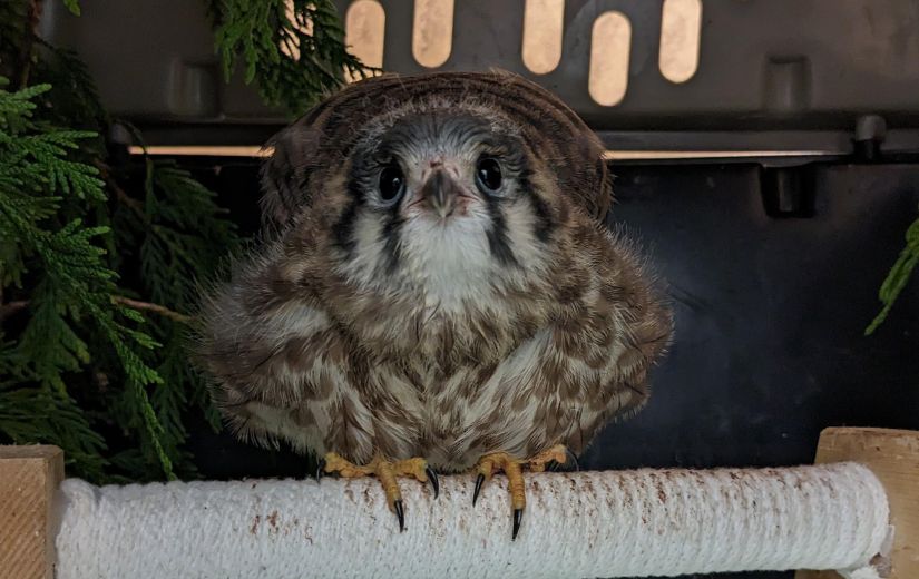 BC SPCA’s Wild ARC program rehabilitated over 2,000 animals on ...