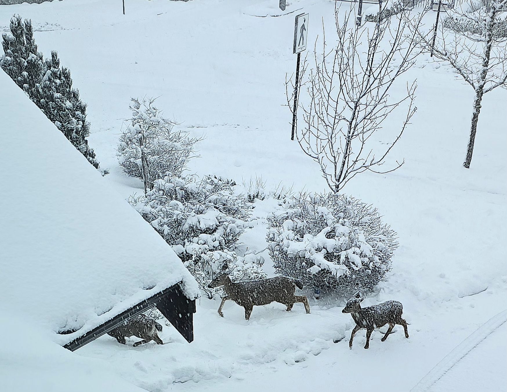 Another 20cm of snow could fall across Greater Victoria by mid-Tuesday