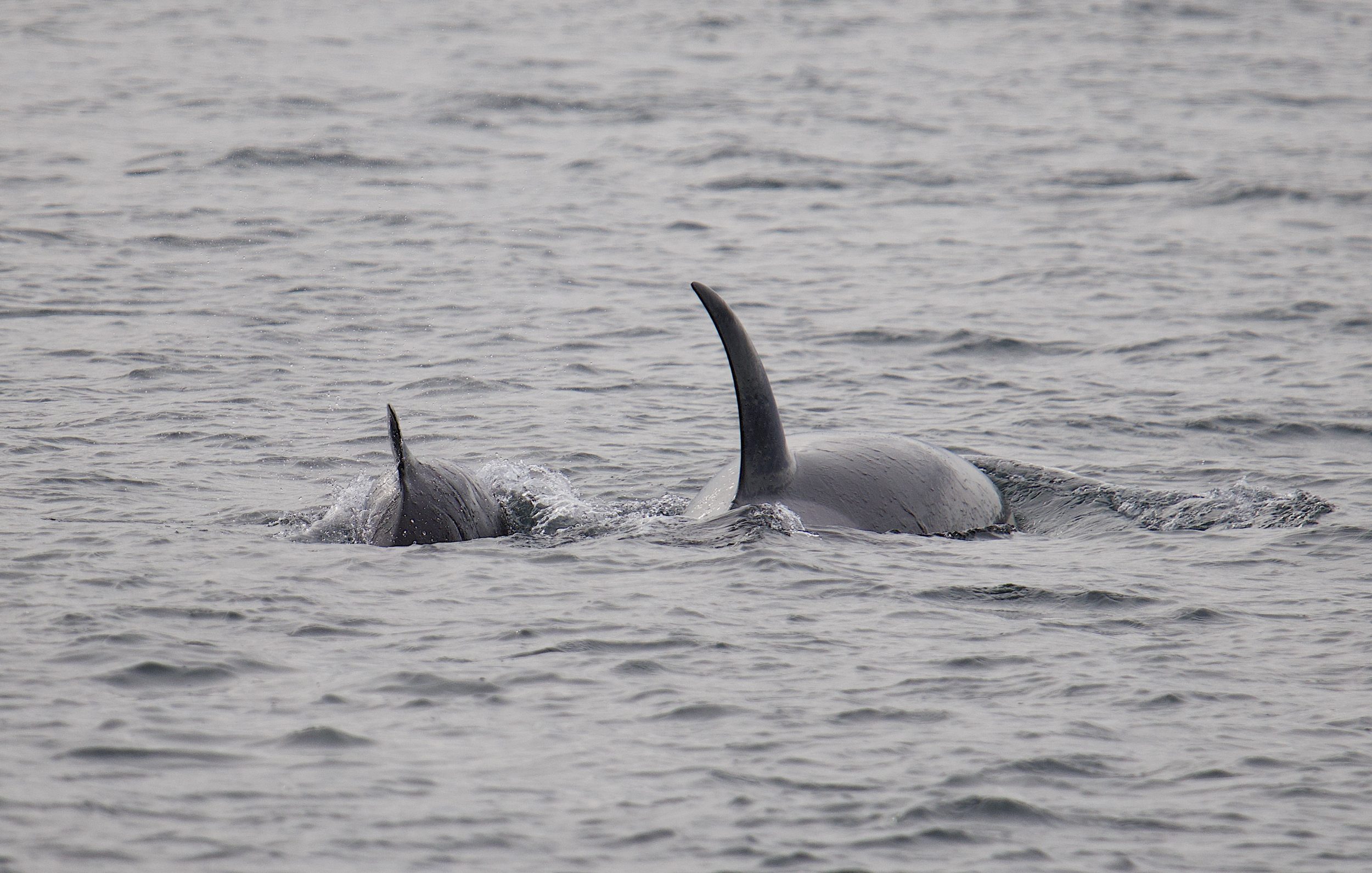 New Bigg’s killer whale calf spotted off the coast of Vancouver Island ...