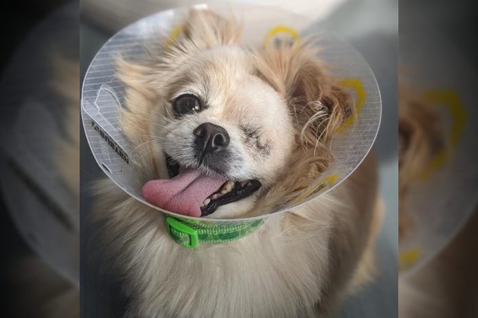 Here's how you can help this Victoria pup recovering after losing eye ...