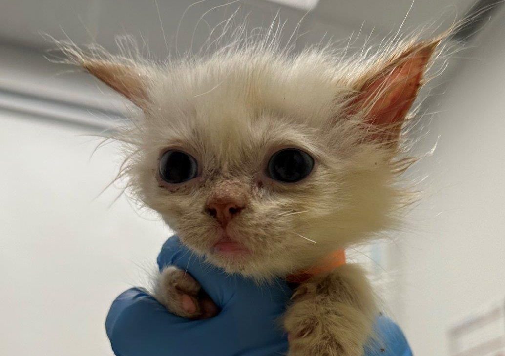 BC SPCA shares most memorable animal stories of 2025 (PHOTOS)