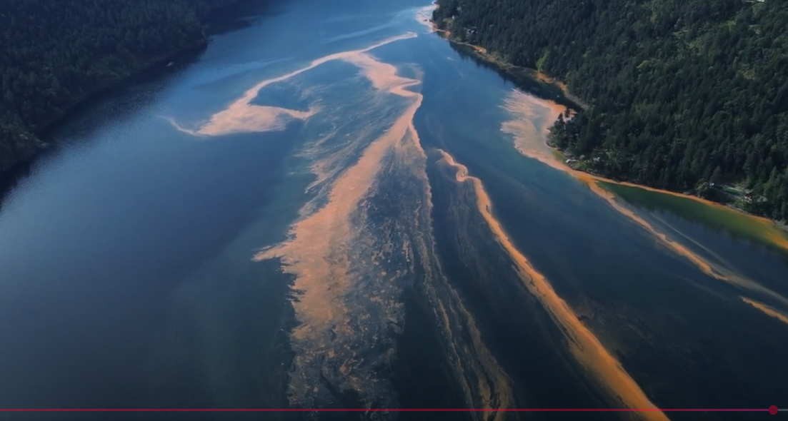 Drone captures breathtaking view of non-toxic red tide blooming in ...