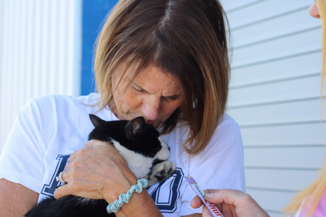 Luigi the cat reunited with family after going missing on BC Ferries