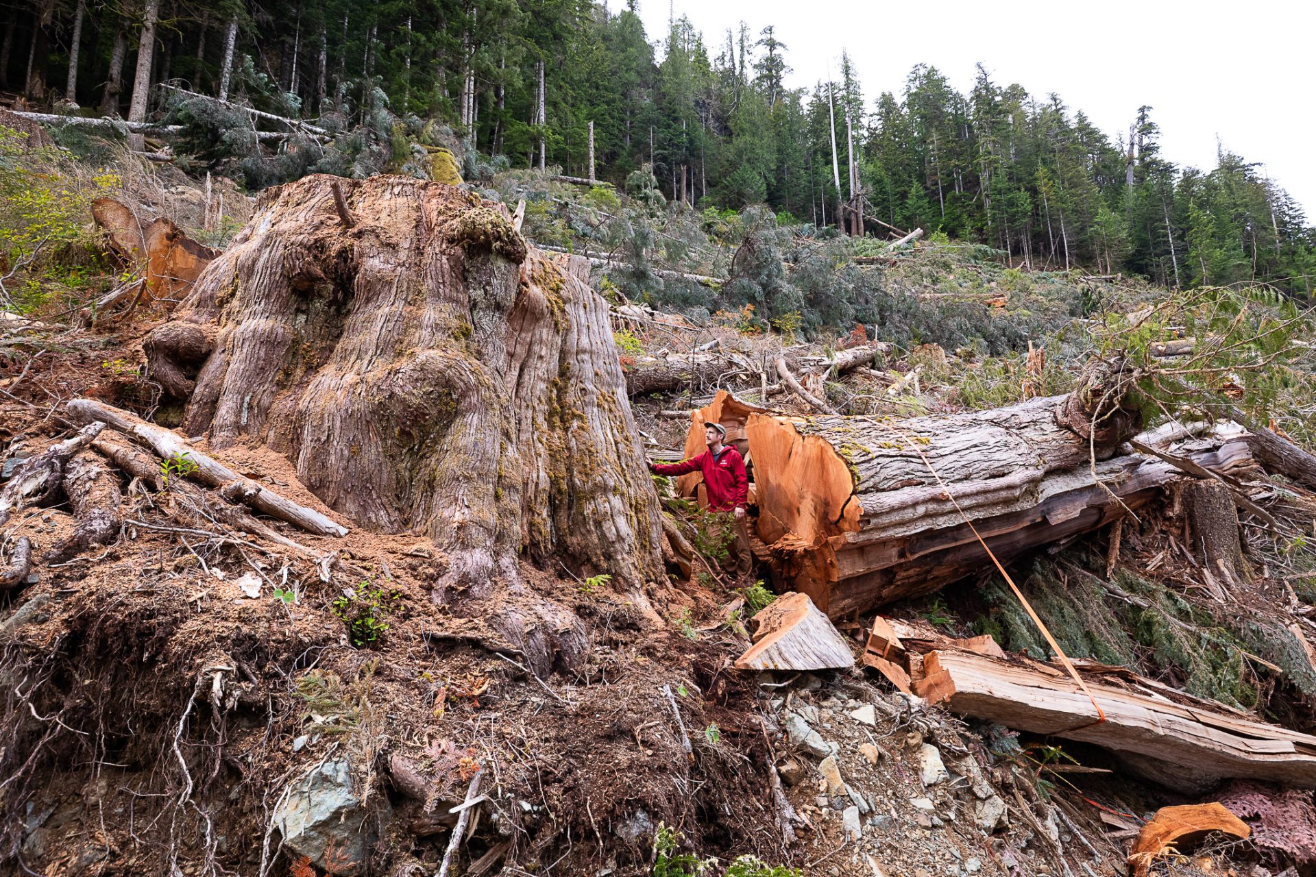 Advocates warn proposed legislation changes could put BC’s old-growth ...