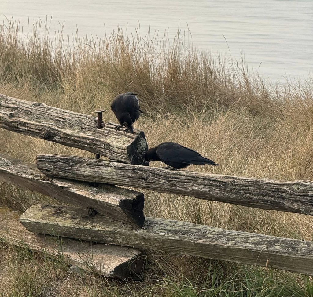 Multiple crows on Dallas Road showing signs of having avian pox