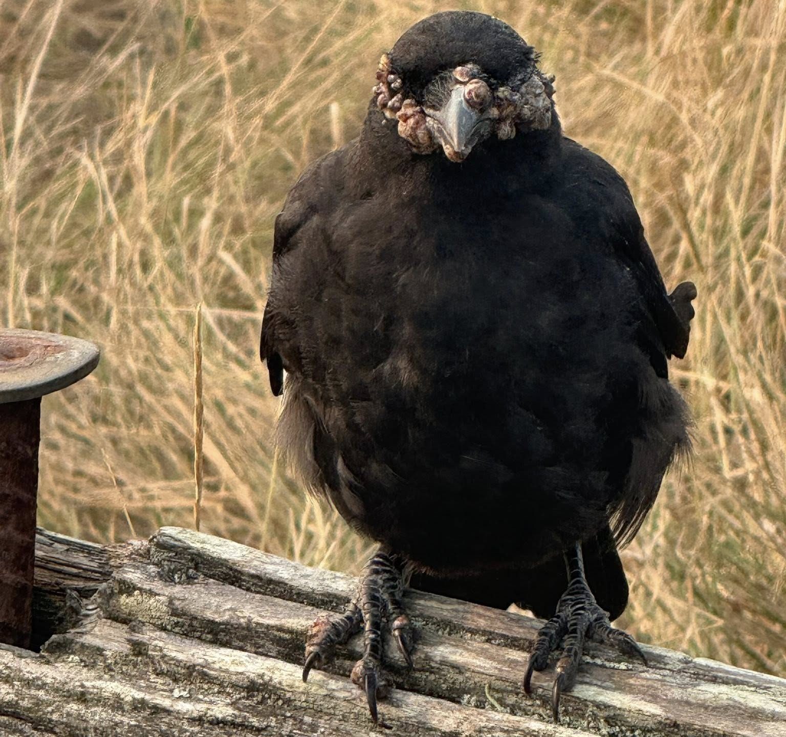 Multiple crows on Dallas Road showing signs of having avian pox