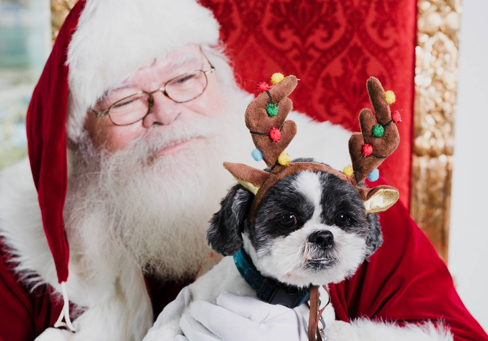 Here’s how Victoria pet owners can get free Santa photos this holiday ...