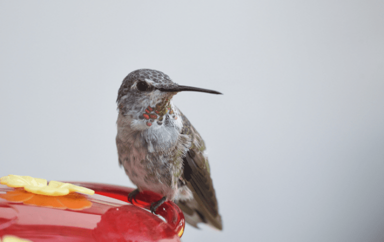 BC SPCA issues ‘hummingbird alert’ for those with feeders in Victoria area