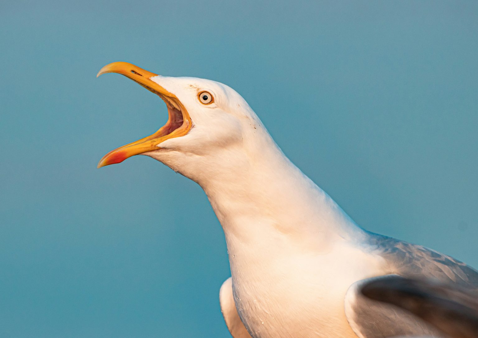 Here’s why you might hear people screaming like a seagull in Victoria ...