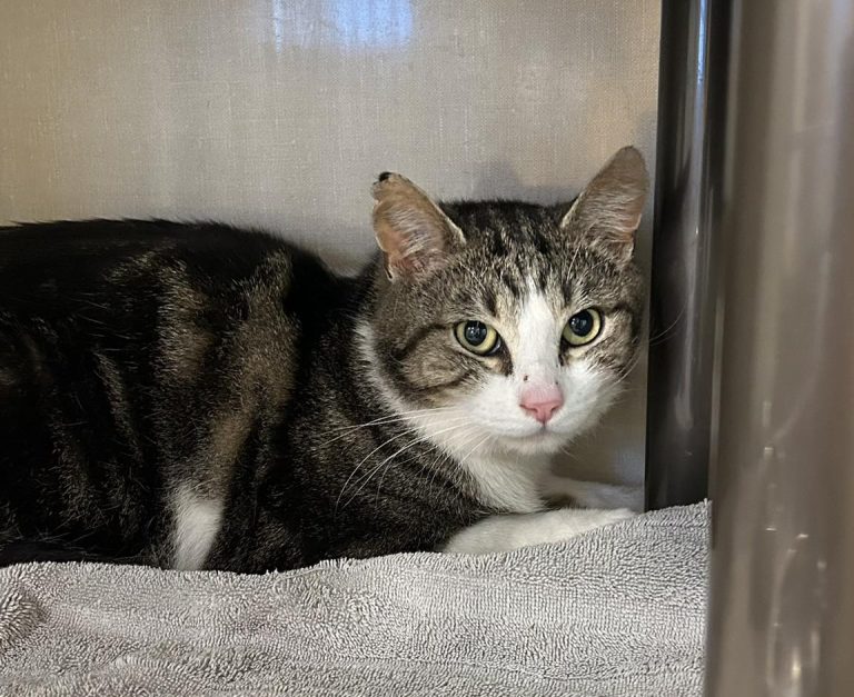 Duncan cat missing for 4 months found in Saanich reunited with owner